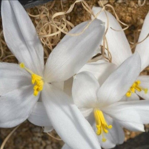 Gethyllis Spiralis Plant Care & How to Grow, Water