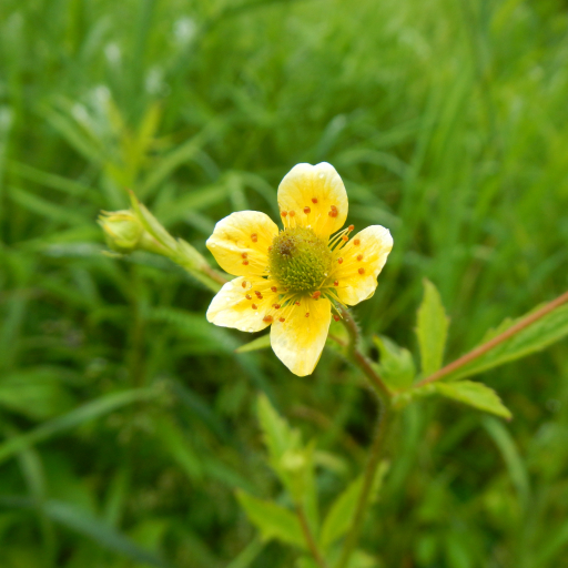 Yellow Avens (Geum Aleppicum) Plant Care & How to Grow, Water