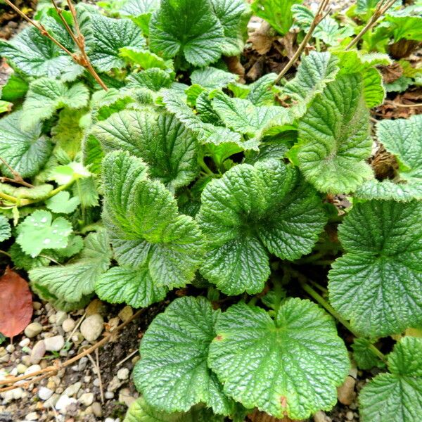 Geum Capense Plant Care & How to Grow, Water