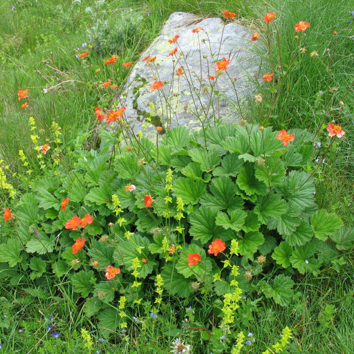 Boris's Avens (Geum Coccineum) Plant Care & How to Grow, Water