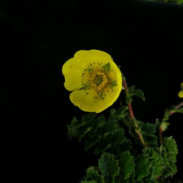 Geum Elatum Plant Care & How to Grow, Water