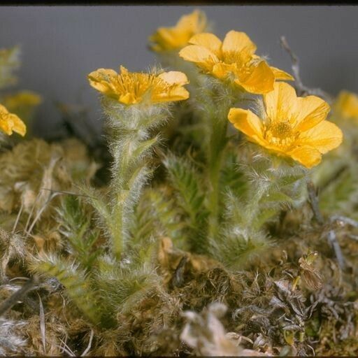 Glacier Avens (Geum Glaciale) Care Guide: Water, Soil & Propagation ...