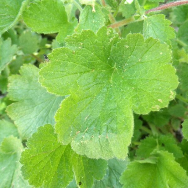 Geum Heterocarpum Plant Care & How to Grow, Water