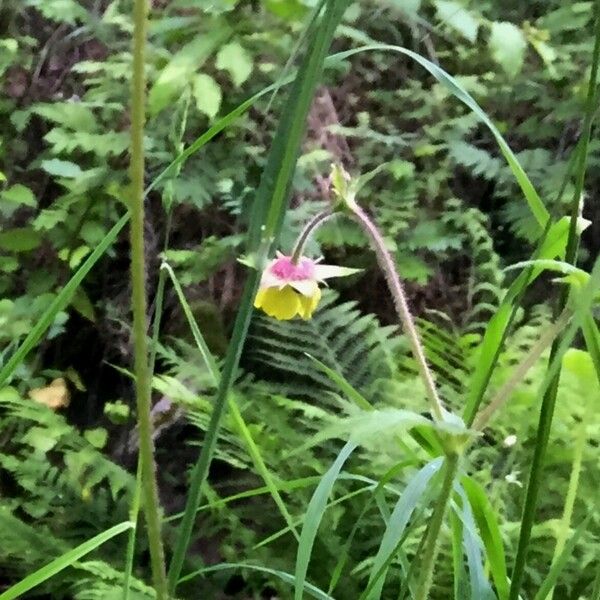 Intermediate Avens (Geum × Intermedium) Plant Care & How to Grow, Water