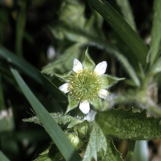 Rough Avens (Geum Laciniatum) Plant Care & How to Grow, Water