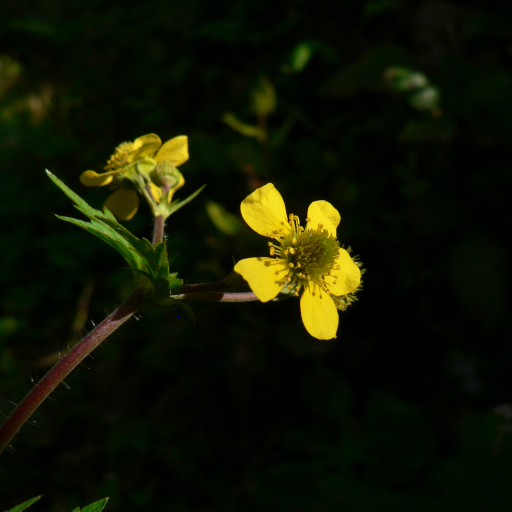 Large-leaved Avens (Geum Macrophyllum) Plant Care & How to Grow, Water