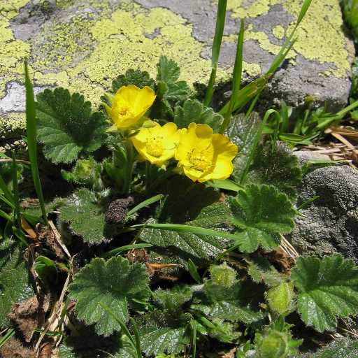 Alpine Avens (Geum Montanum) Plant Care & How to Grow, Water