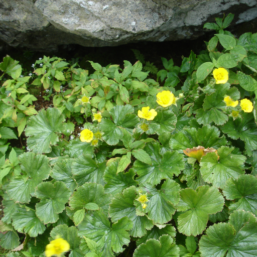 Spreading Avens (Geum Radiatum) Plant Care & How to Grow, Water