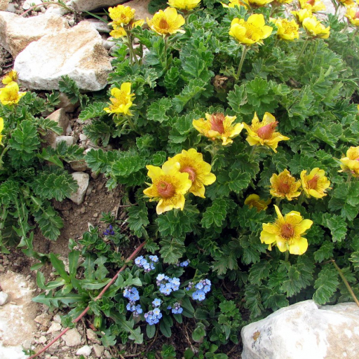 Creeping Avens (Geum Reptans) Plant Care & How to Grow, Water