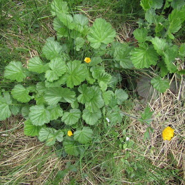 Geum Rhodopeum Care Guide: Water, Soil & Propagation - Plantiary