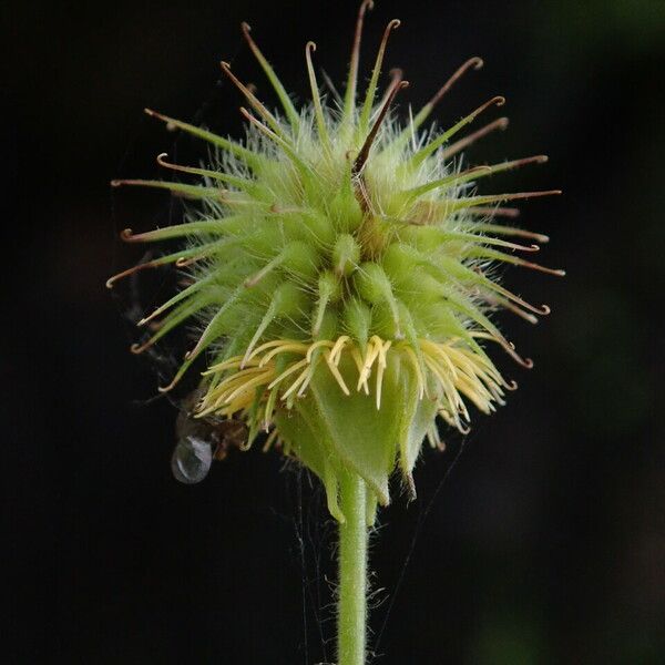Geum Roylei Care Guide: Water, Soil & Propagation - Plantiary
