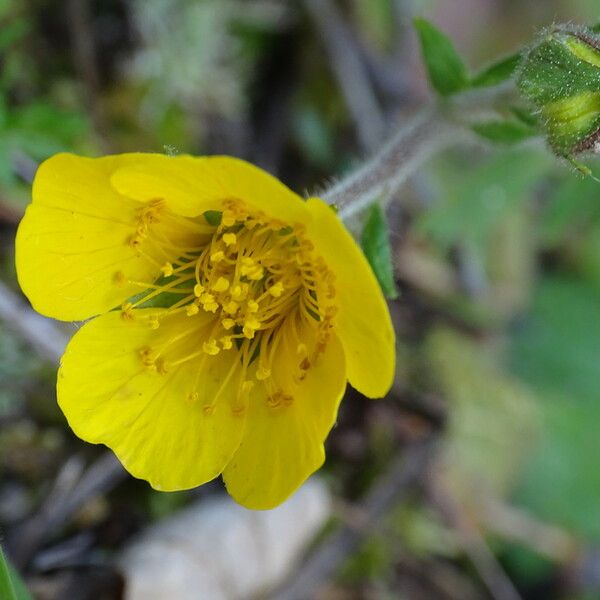 Wood Avens (Geum Sylvaticum) Plant Care & How to Grow, Water