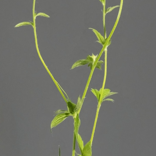 Wood Avens (Geum Urbanum) Plant Care & How to Grow, Water