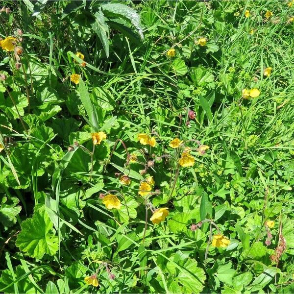 Intermediate Avens (Geum X Intermedium) Plant Care & How to Grow, Water