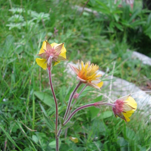 Geum X Thomasianum Plant Care & How to Grow, Water