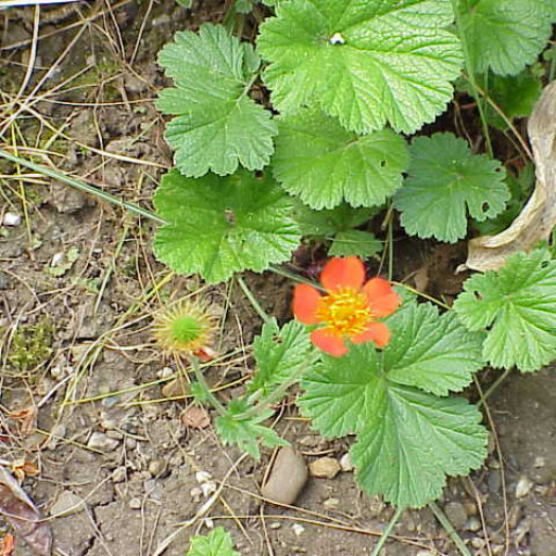 Avens (Geum) Plant Care & How to Grow, Water