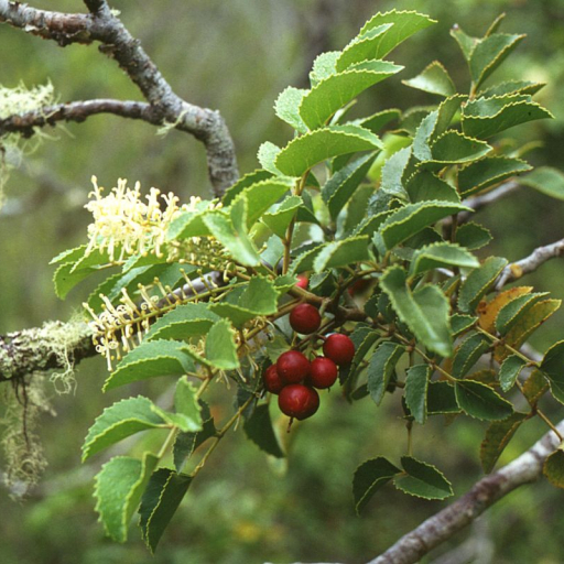 Chilean Hazel (Gevuina Avellana) Care Guide: Water, Soil & Propagation ...