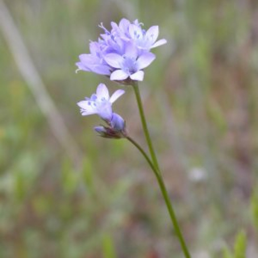 California Gilia (Gilia Achilleifolia) Plant Care & How to Grow, Water