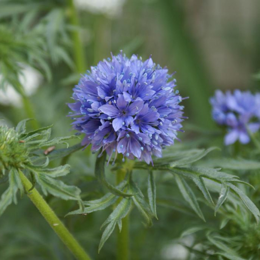 Globe Gilia (Gilia Capitata) Plant Care & How to Grow, Water