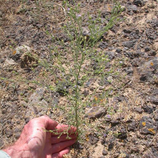 Shy Gilia (Gilia Inconspicua) Plant Care & How to Grow, Water