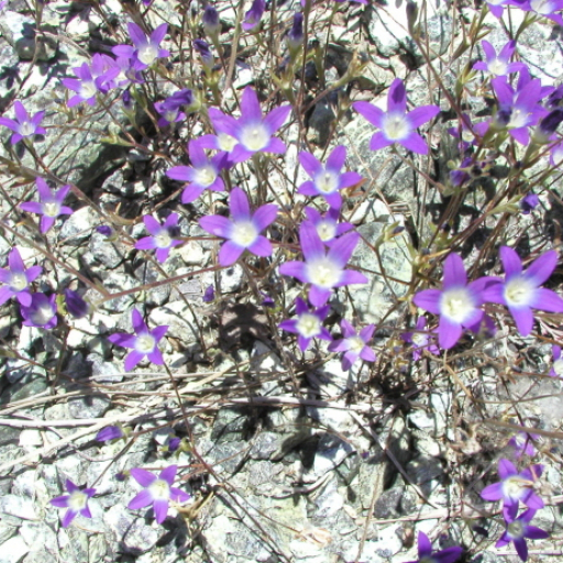 Sierra Bluecup (Githopsis Pulchella) Plant Care & How to Grow, Water