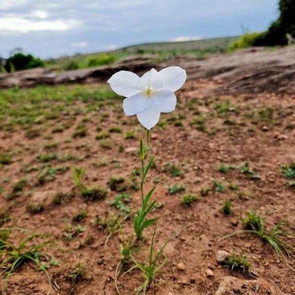Gladiolus Candidus Plant Care & How to Grow, Water
