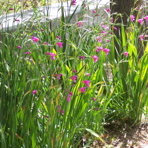 Oxalis Iron Cross (Oxalis Deppei) Plant Care & How to Grow, Water