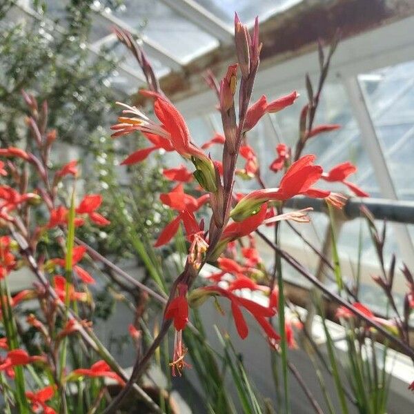 Gladiolus Splendens Plant Care & How to Grow, Water