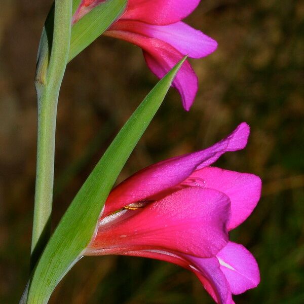Gladiolus Byzantinus (Gladiolus X Byzantinus) Care Guide: Water, Soil ...