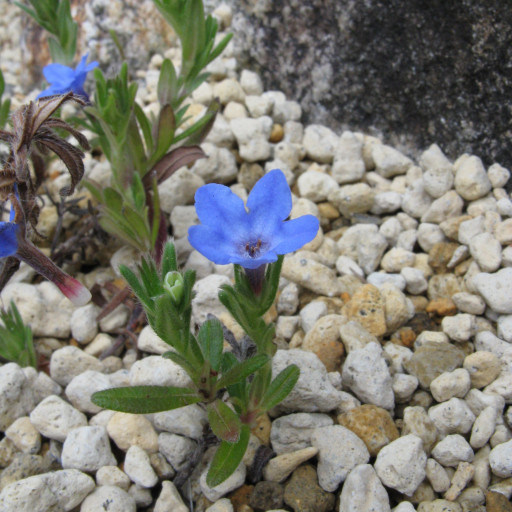 Lithodora (Glandora Diffusa) Plant Care & How to Grow, Water