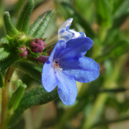 Scrambling Gromwell (Glandora Prostrata) Plant Care & How to Grow, Water