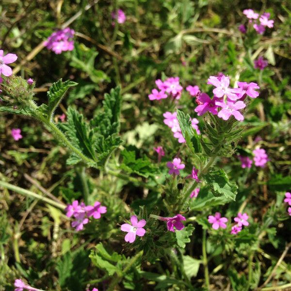 Glandularia Polyantha Plant Care & How to Grow, Water