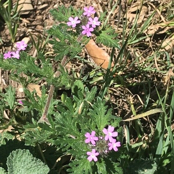 Dwarf Verbena (Glandularia Pumila) Care Guide: Water, Soil ...