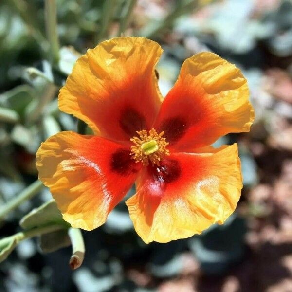 Glaucium Arabicum Plant Care & How to Grow, Water