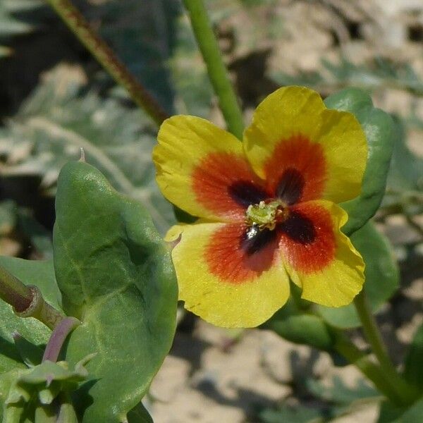 Annual Horned-Poppy (Glaucium Elegans) Plant Care & How to Grow, Water