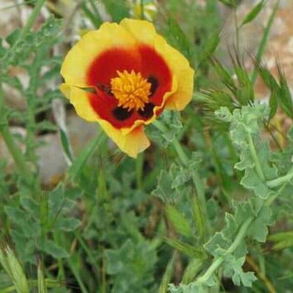 Eastern Horned Poppy (Glaucium Leiocarpum) Plant Care & How to Grow, Water