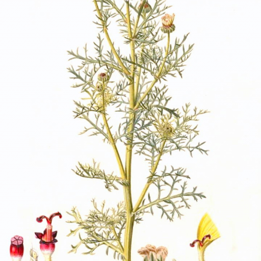 Tricolor Chrysanthemum (Glebionis Carinata) Care Guide: Water, Soil ...