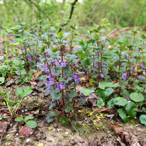 Ground Ivy (Glechoma Hederacea) Plant Care & How to Grow, Water