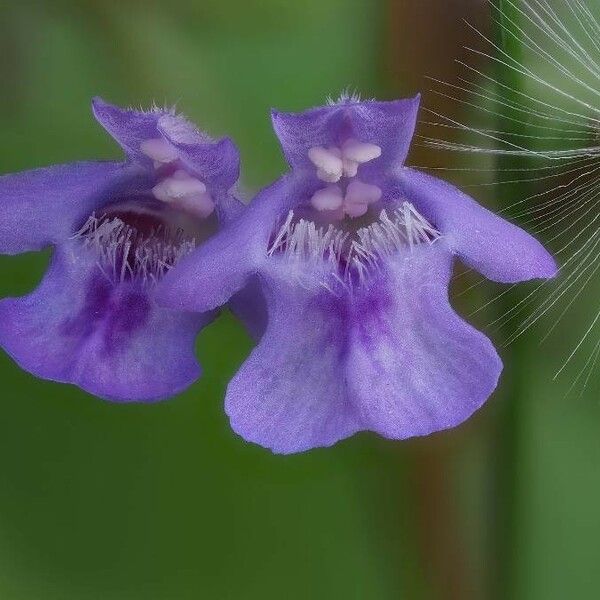 Creeping Charlie (Glechoma Hirsuta) Plant Care & How to Grow, Water
