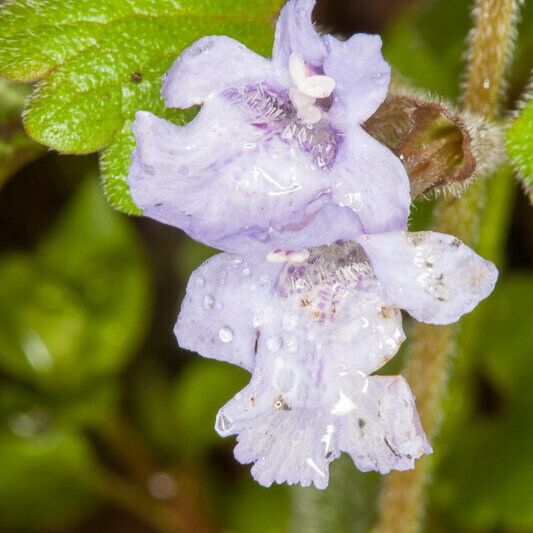 Glechoma Sardoa Plant Care & How to Grow, Water