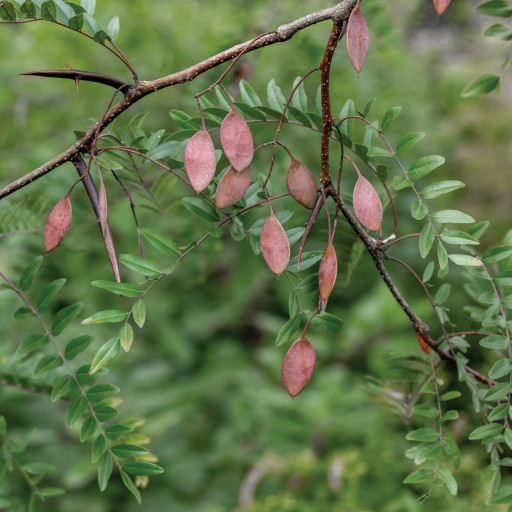 Swamp-Locust (Gleditsia Aquatica) Plant Care & How to Grow, Water