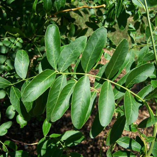 Caspian Honey Locust (Gleditsia Caspica) Plant Care & How to Grow, Water
