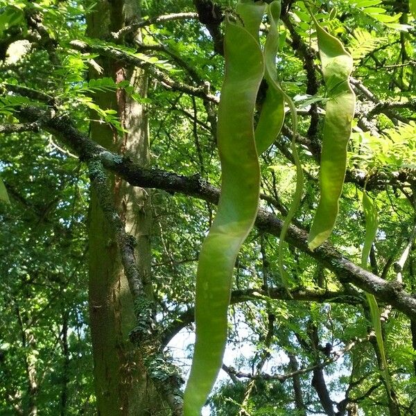 East Asian Honey Locust (Gleditsia Japonica) Plant Care & How to Grow ...