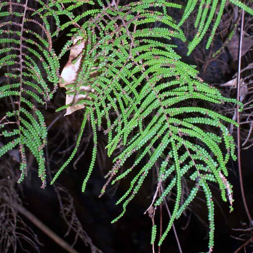 Swamp Umbrella Fern (Gleichenia Dicarpa) Plant Care & How to Grow, Water
