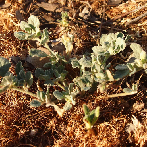 Damascisa (Glinus Lotoides) Plant Care & How to Grow, Water