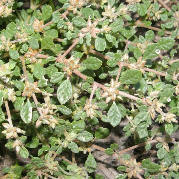 Spreading Sweetjuice (Glinus Radiatus) Plant Care & How to Grow, Water