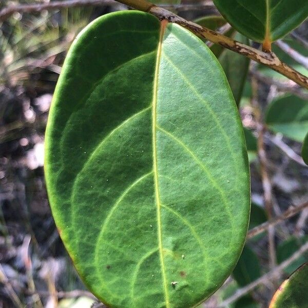 Umbrella Cheese Tree (Glochidion Zeylanicum) Plant Care & How to Grow ...