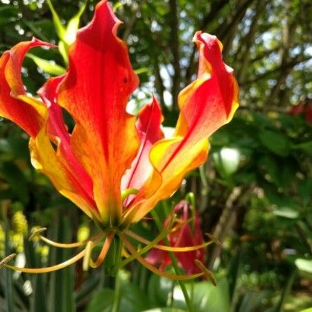 Glory Lily (Gloriosa Simplex) Plant Care & How to Grow, Water