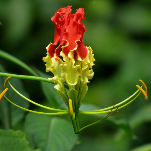 Flame Lily (Gloriosa Superba) Plant Care & How to Grow, Water