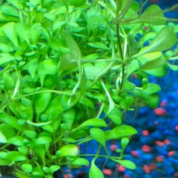 Small Mud-Mat (Glossostigma Elatinoides) Plant Care & How to Grow, Water